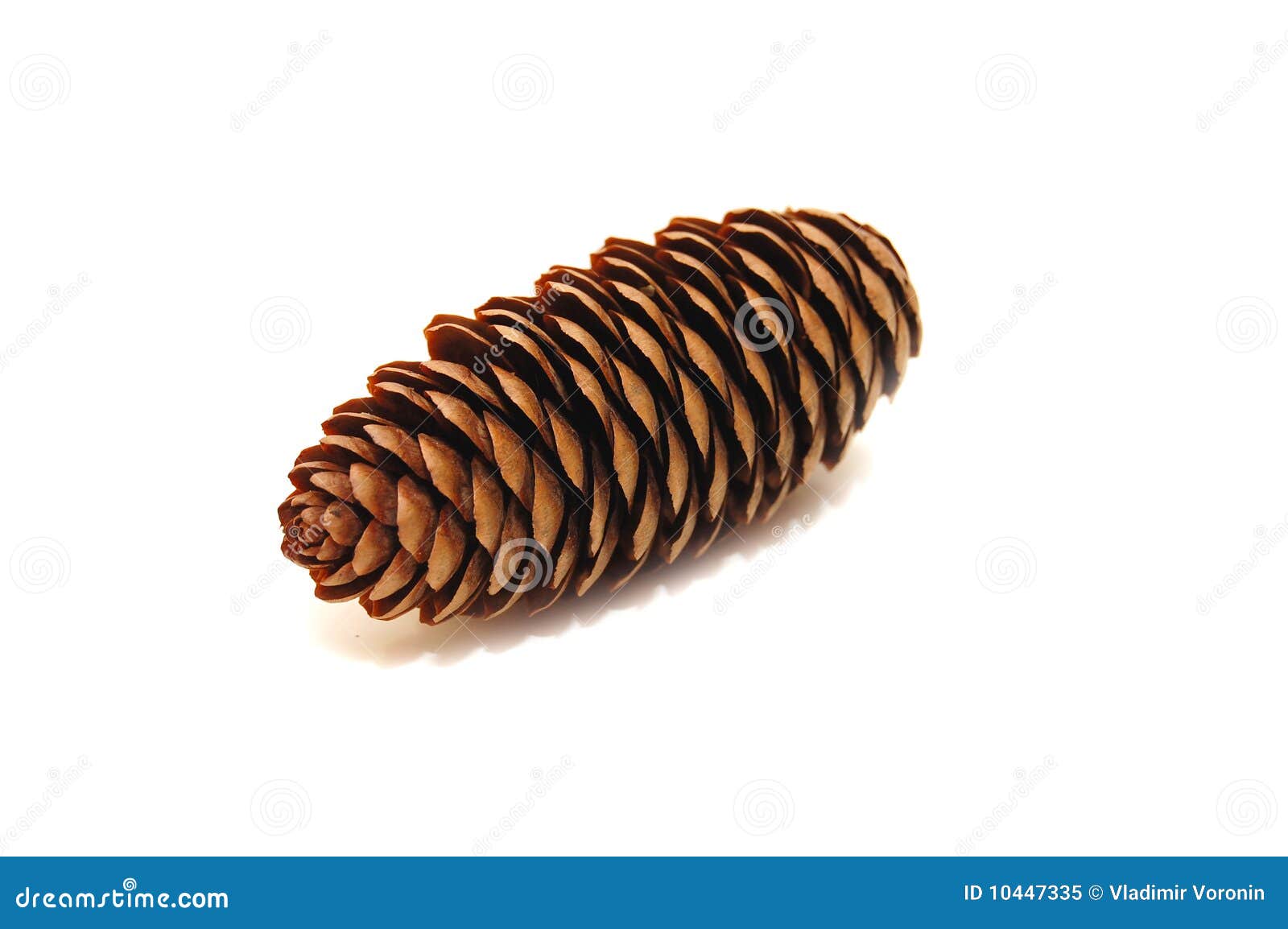Pine Cone on White Background Stock Image - Image of decorate, color ...