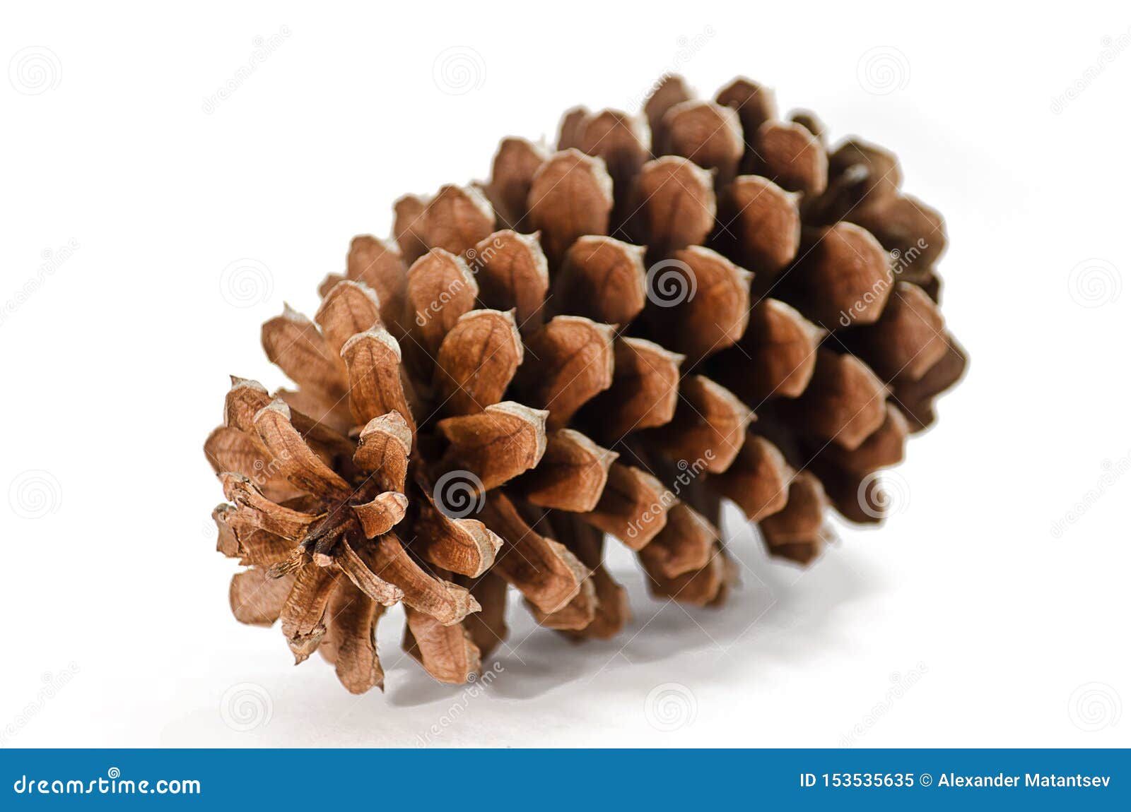 Pine Cone on White Background Stock Image - Image of pine, single ...