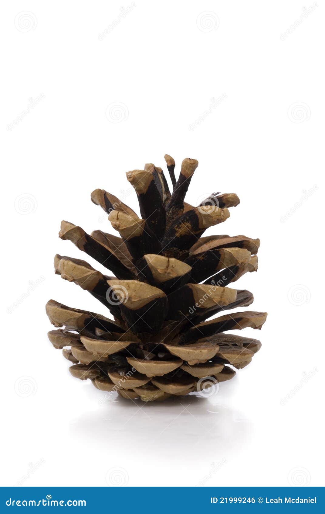 Pine Cone on White Background Stock Photo - Image of decoration, shot ...