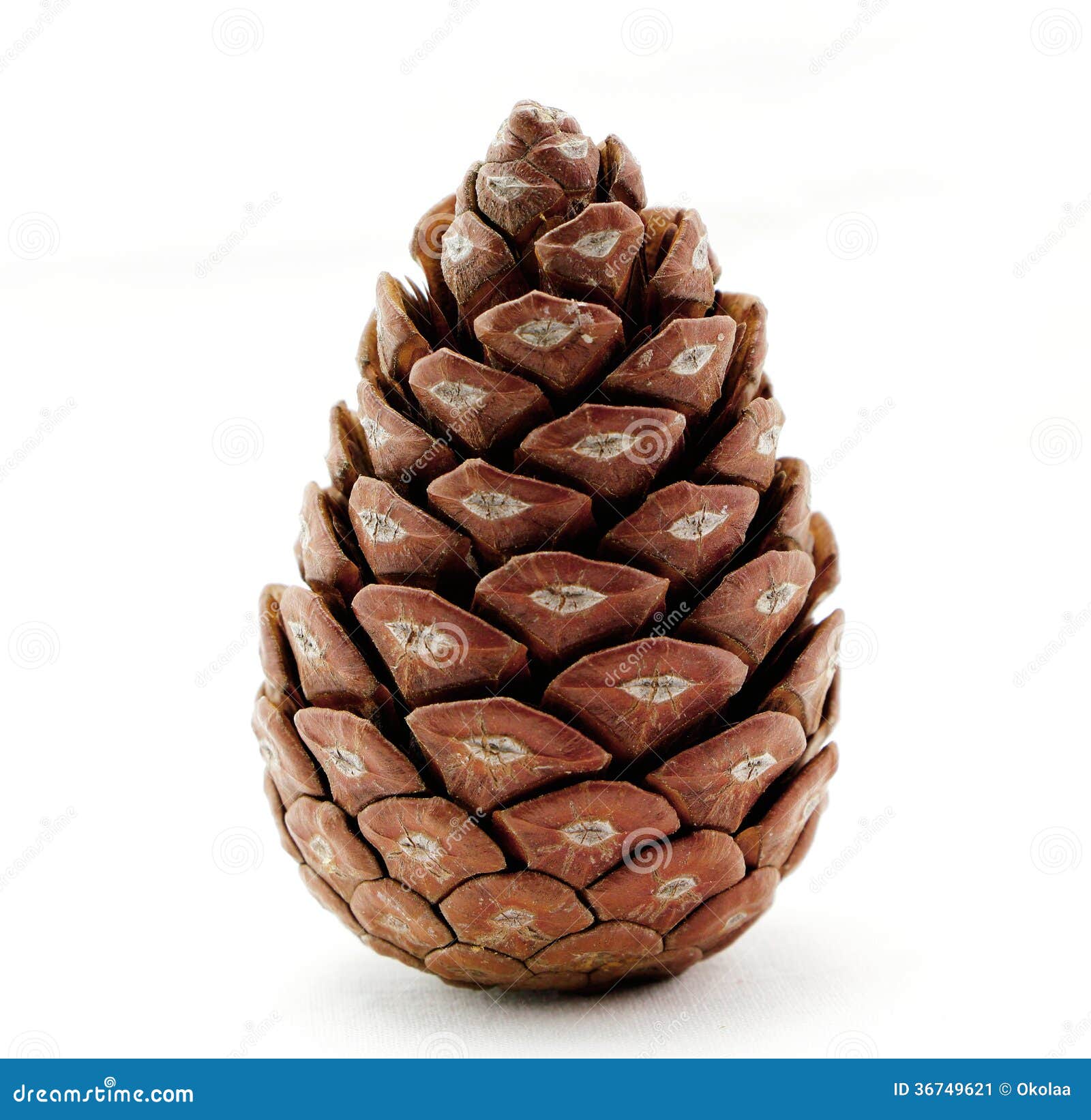 399 Cylindrical Evergreen Stock Photos - Free & Royalty-Free Stock ...