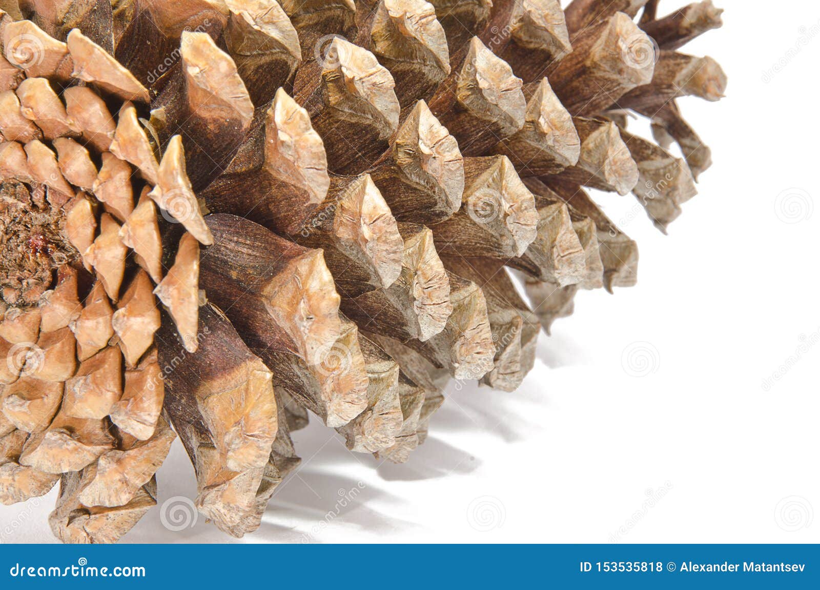 Pine Cone in White Background Stock Photo - Image of conifer, brown ...