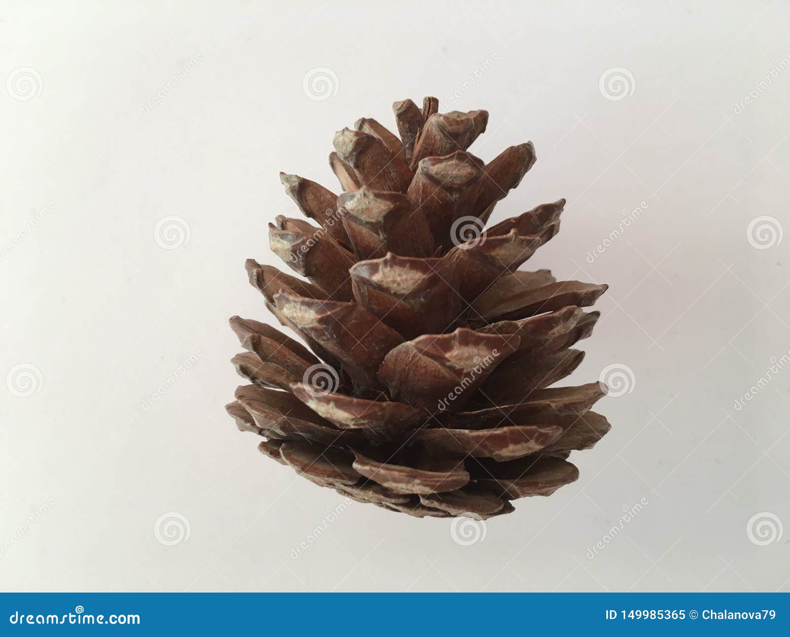 Pine Cone on White Background. Side View Stock Image - Image of ...