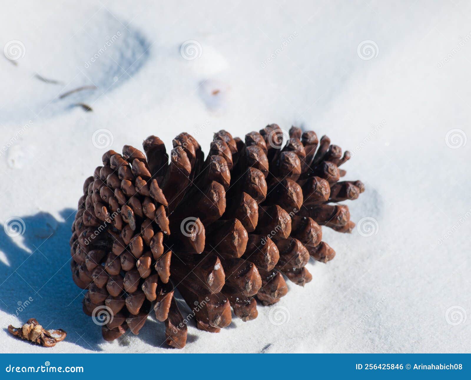 Pine Cone stock photo. Image of pinecone, white, beach - 256425846