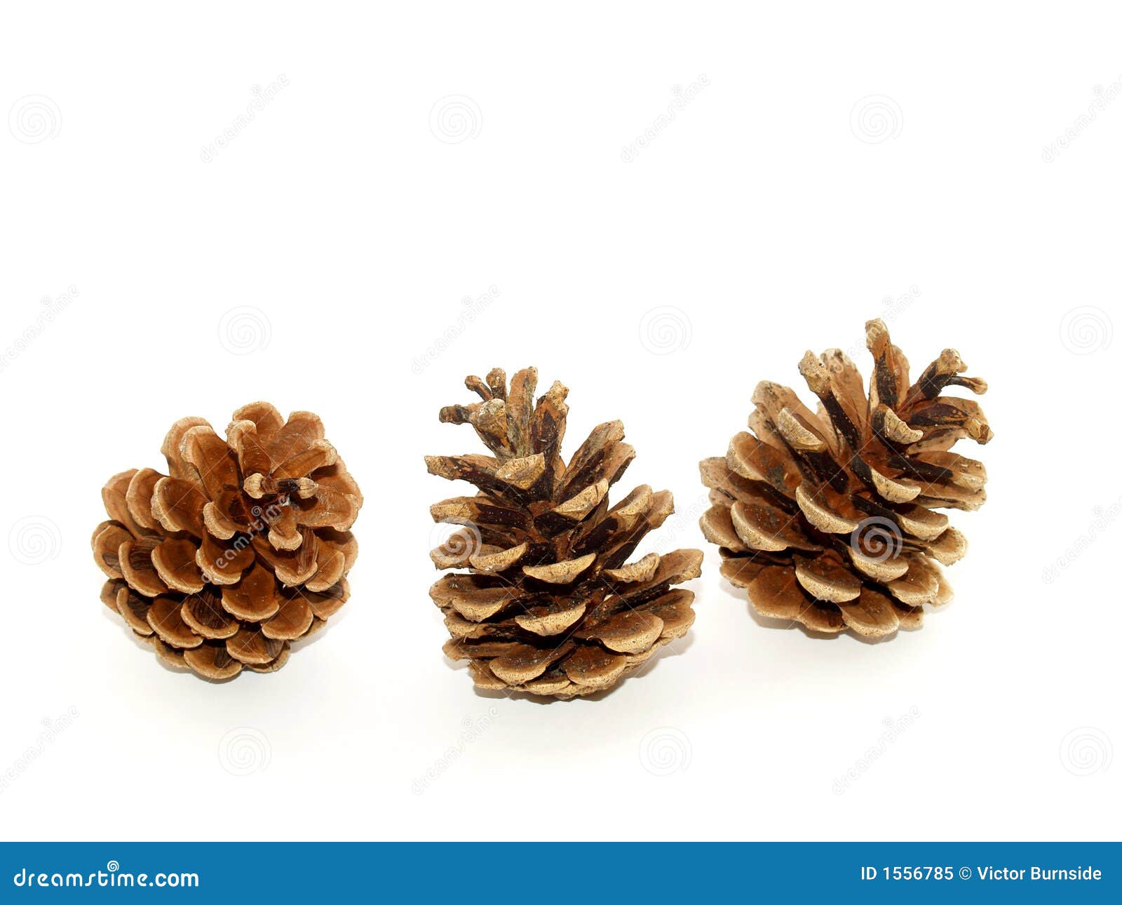 Pine Cones stock image. Image of layers, conical, pine - 1556785