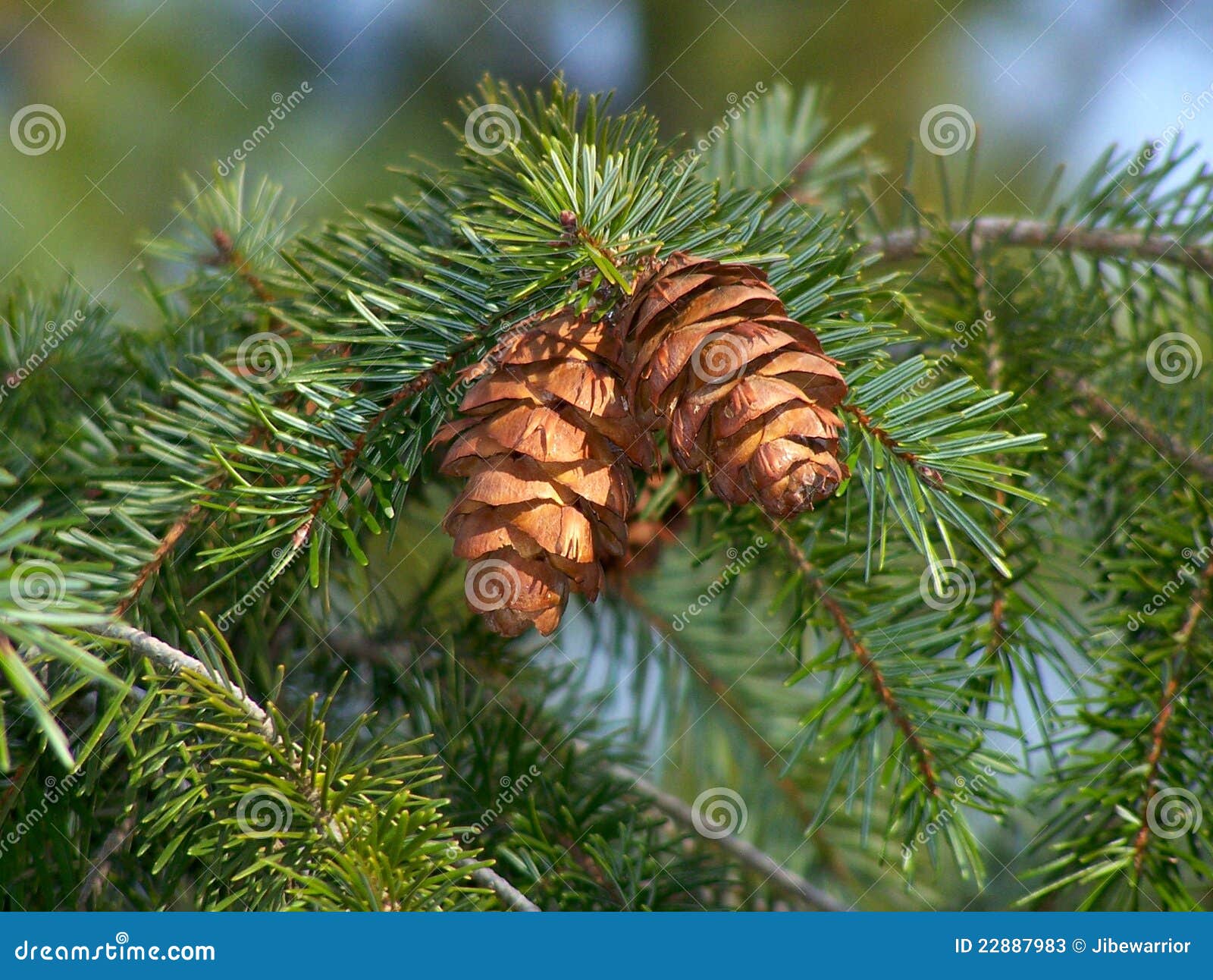 Pine Cones stock image. Image of needles, wilderness - 22887983