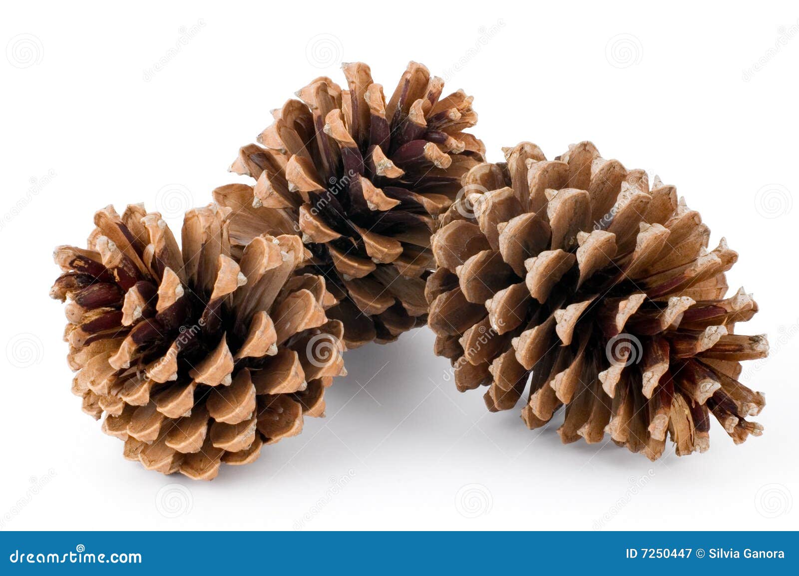 Pine cones stock image. Image of pine, background, cones - 7250447