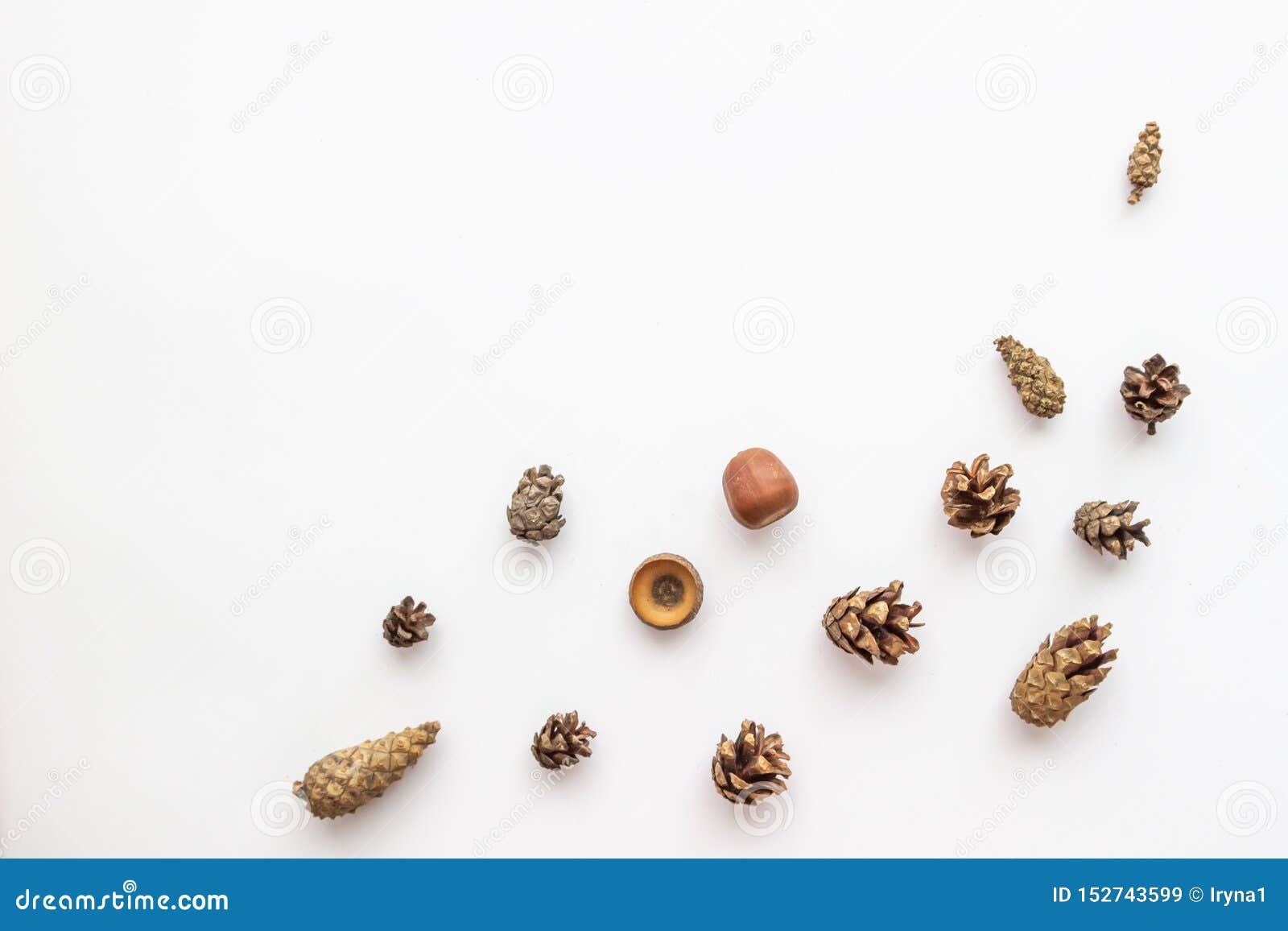 Pine Cones and Acorn on White Background Stock Image - Image of autumn ...