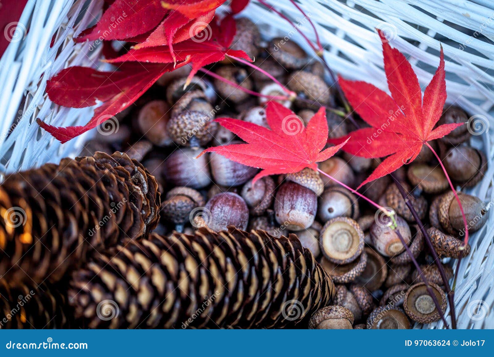 Pine Cones, Acorns and Leaves Stock Photo - Image of october, seasonal ...