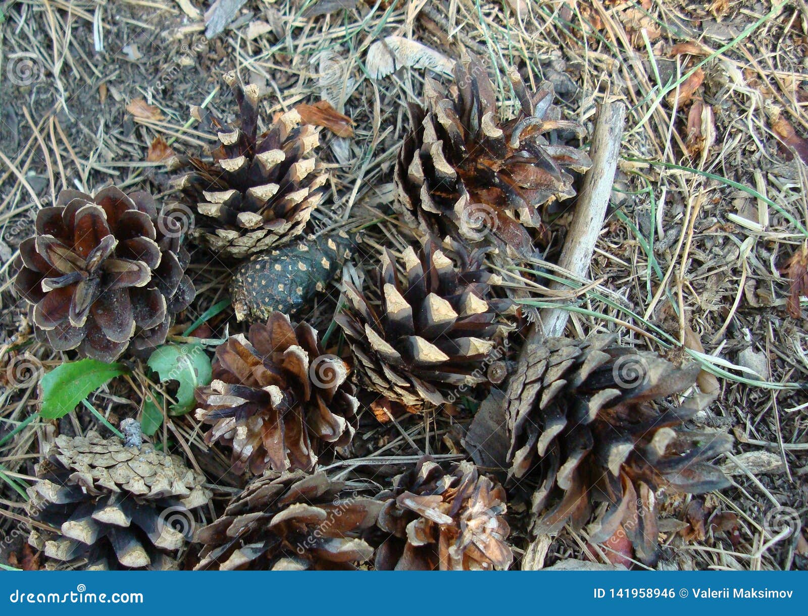 Pine Cones in the Autumn Forest Stock Photo - Image of forest, shoots ...