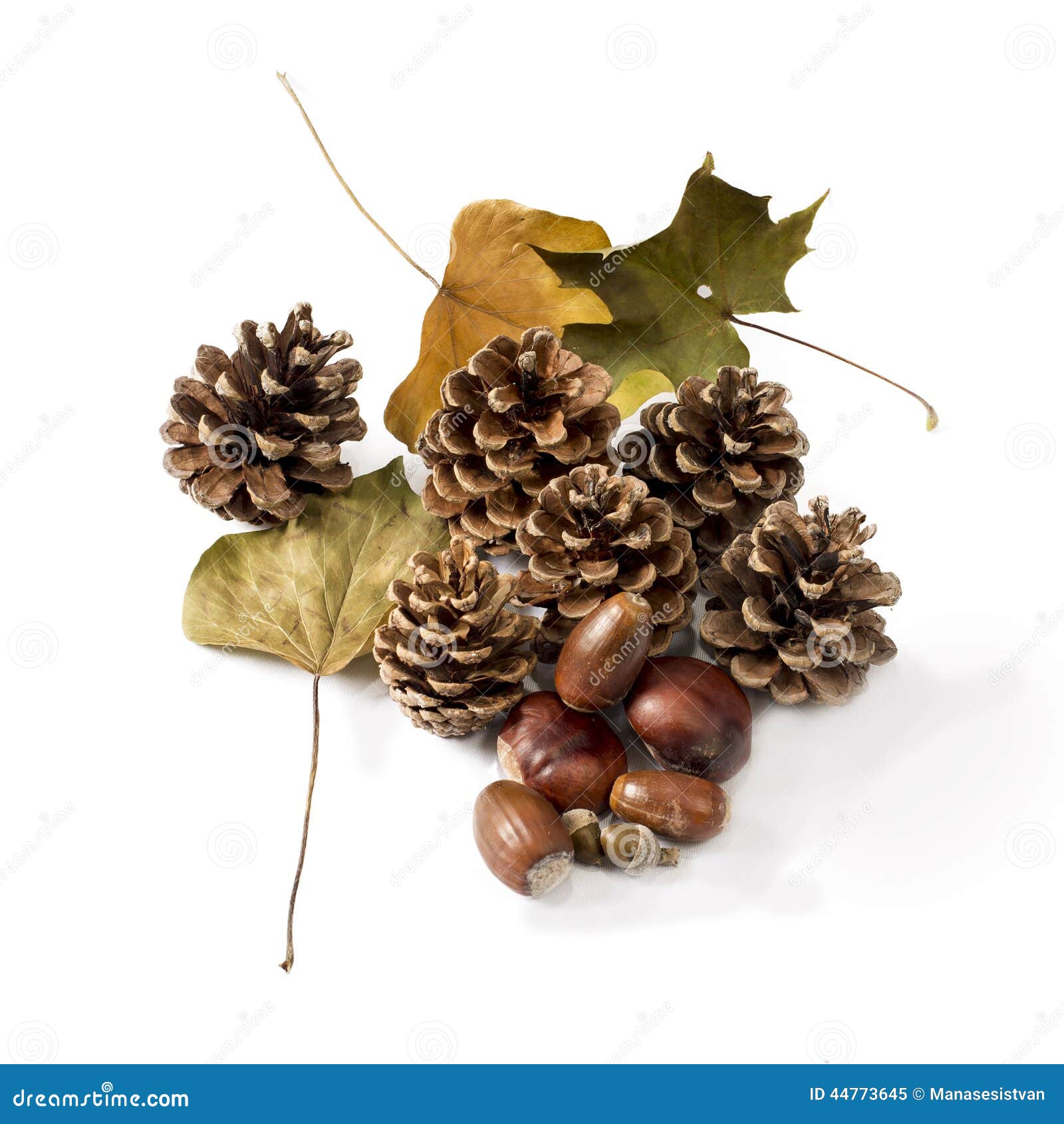 Pine Cones and Autumn Leaves Stock Image - Image of fall, waterdrops ...