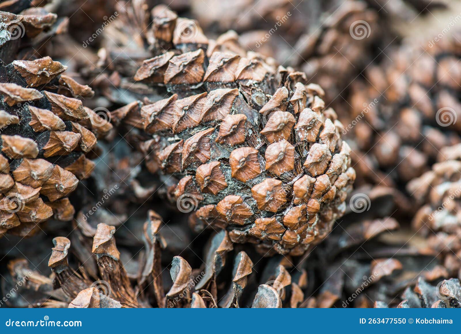 Pine cones background stock photo. Image of black, grain - 263477550