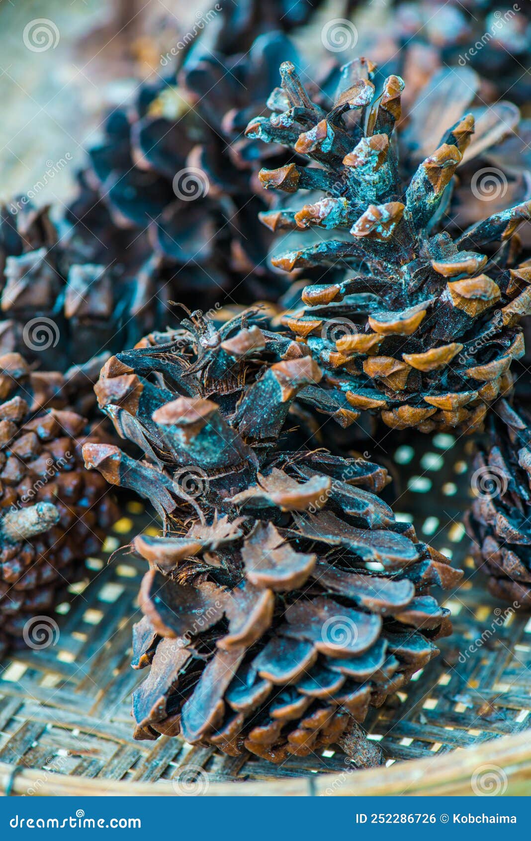 Pine cones background stock photo. Image of cones, decorative - 252286726