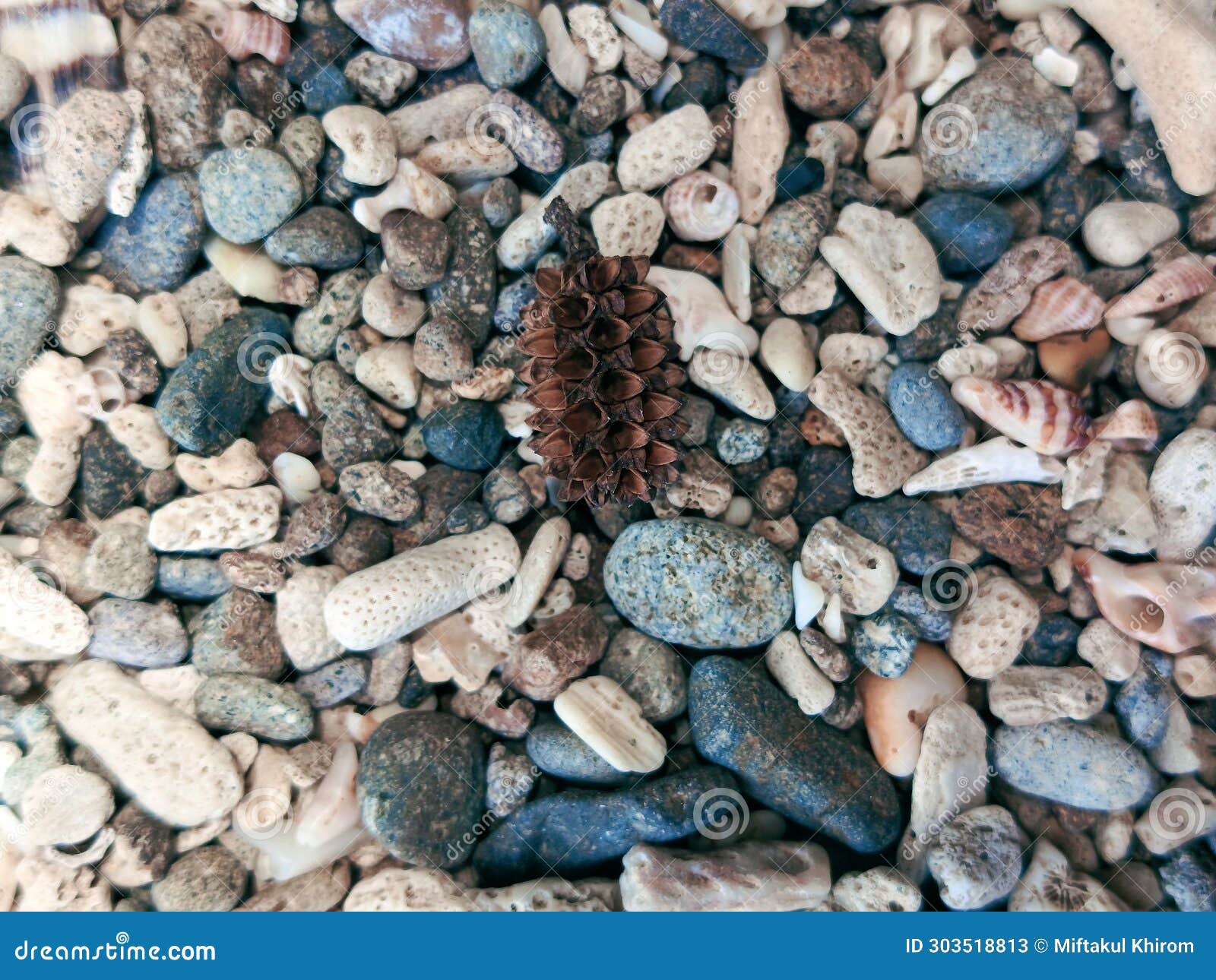 Pine cones on the beach stock image. Image of flooring - 303518813