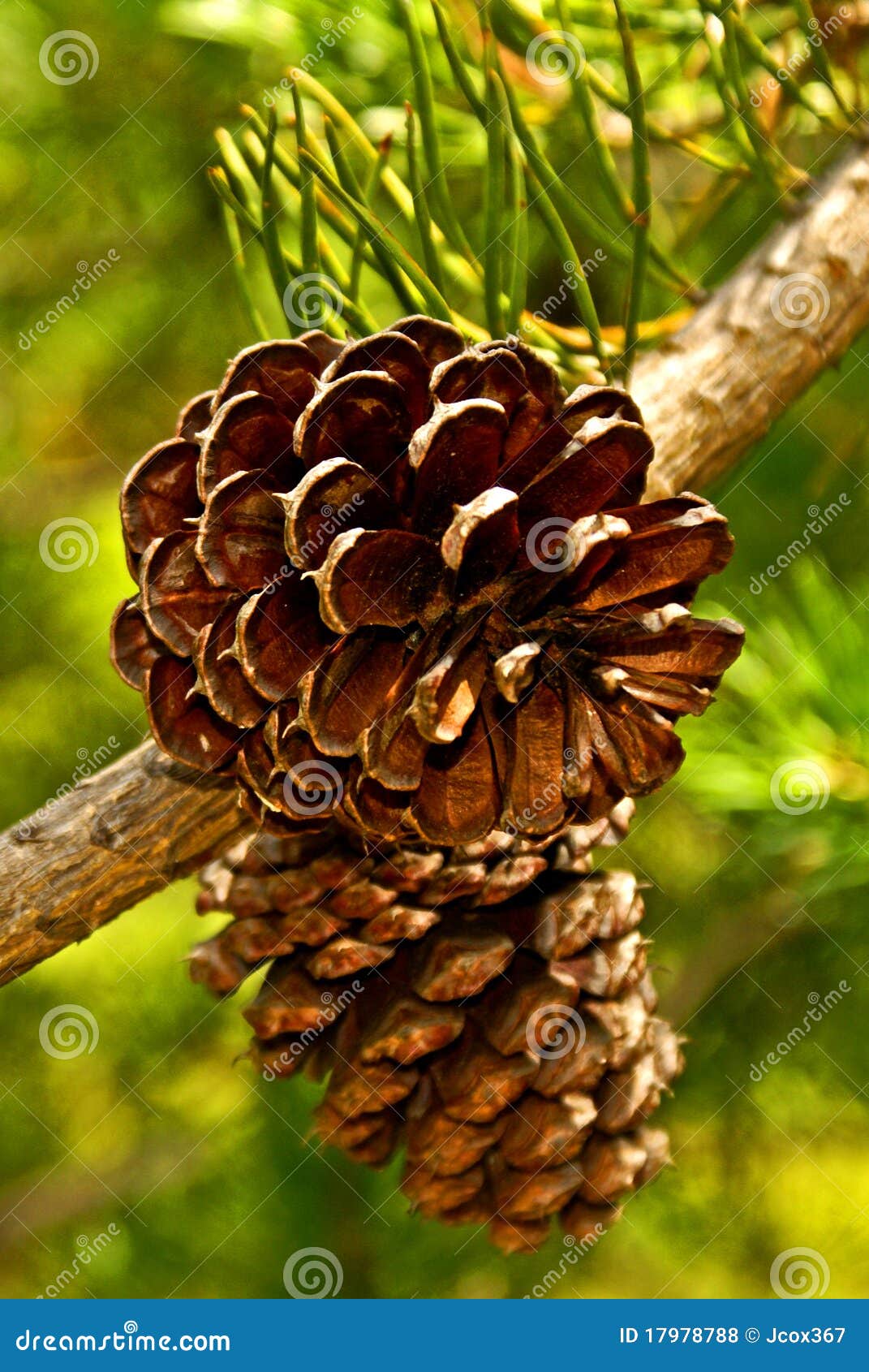 Pine Cones on Branch stock photo. Image of cone, pine - 17978788