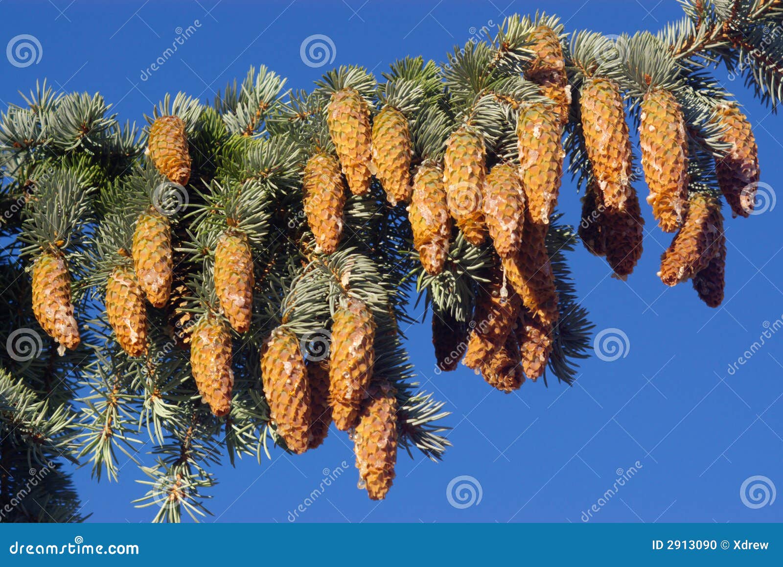 Pine cones on branch stock photo. Image of cone, yellow - 2913090