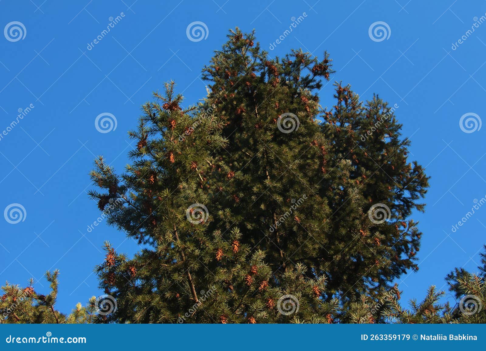 Pine Cones of Douglas Tree. Ripe Cone on Branches of Pseudotsuga ...