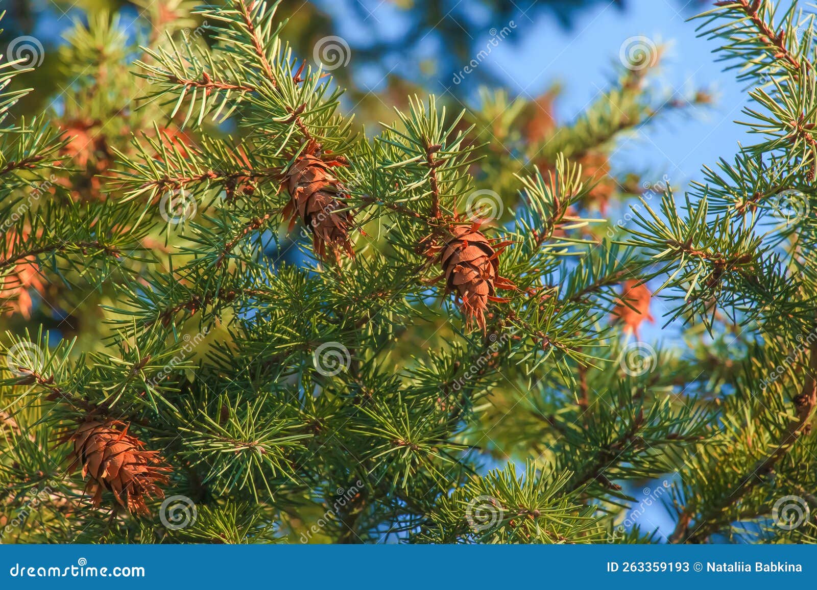 Pine Cones of Douglas Tree. Ripe Cone on Branches of Pseudotsuga ...