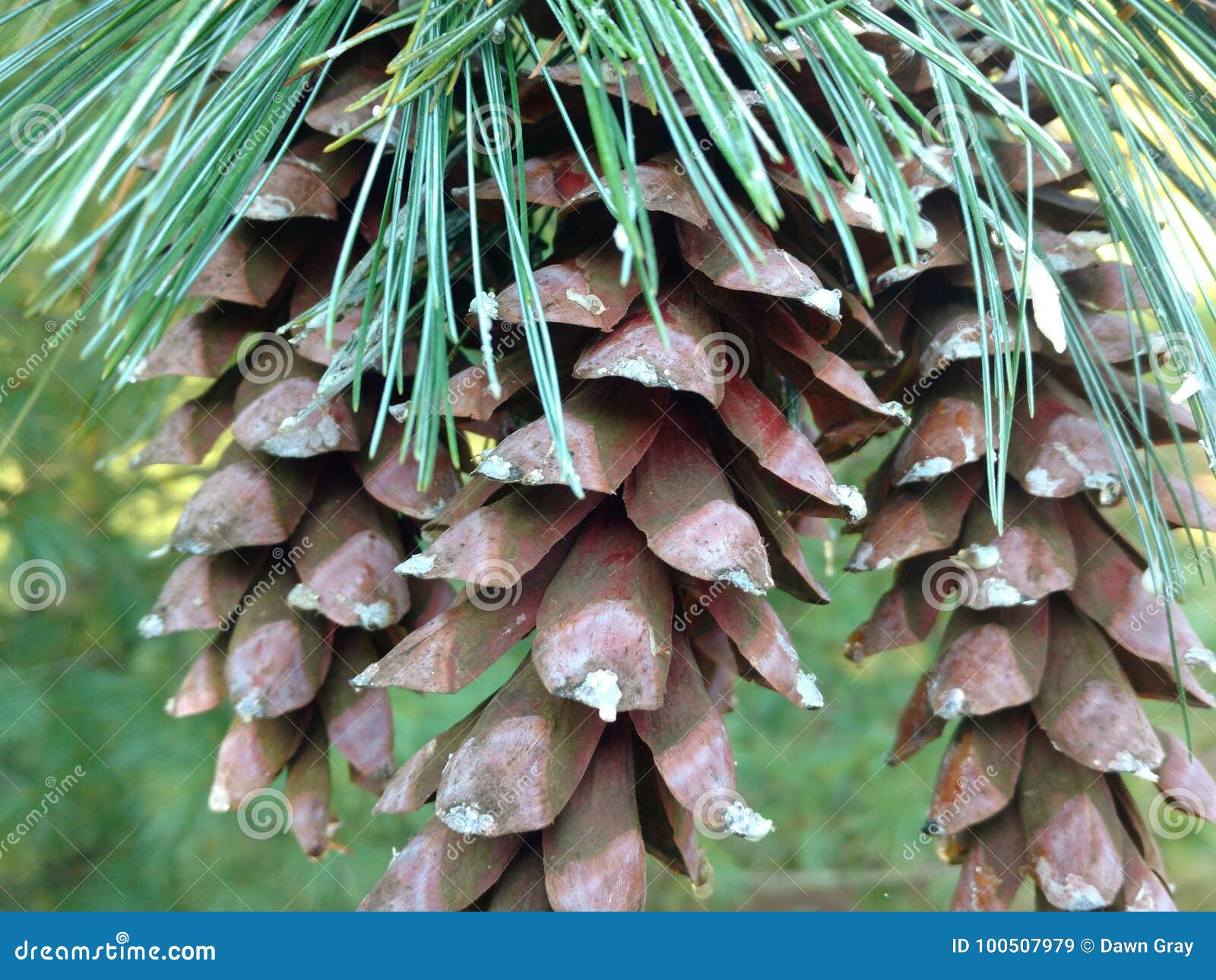 Pine Cones in Fall stock image. Image of greenery, cones - 100507979
