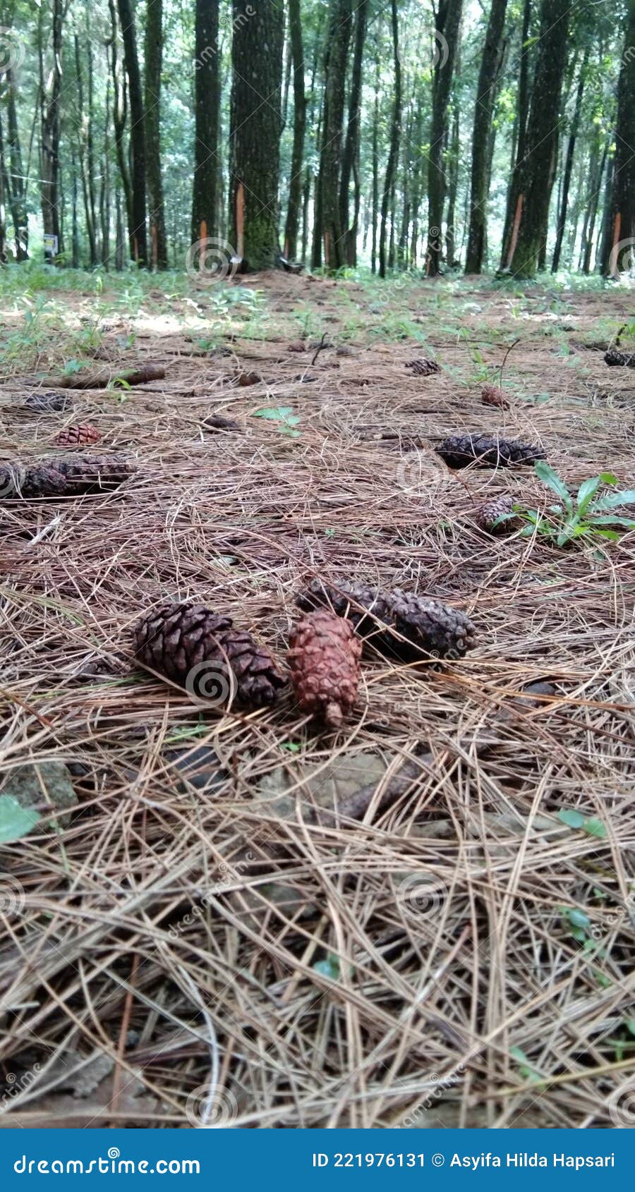 Pine Cones Fall from the Tree Stock Image - Image of jungle, snake ...
