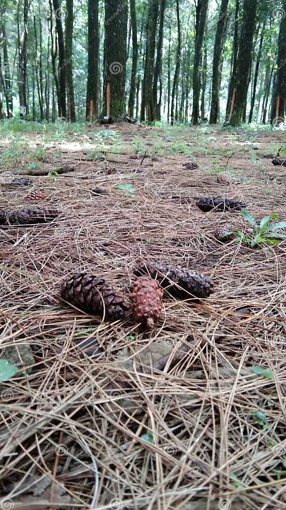 Pine Cones Fall from the Tree Stock Image - Image of jungle, snake ...