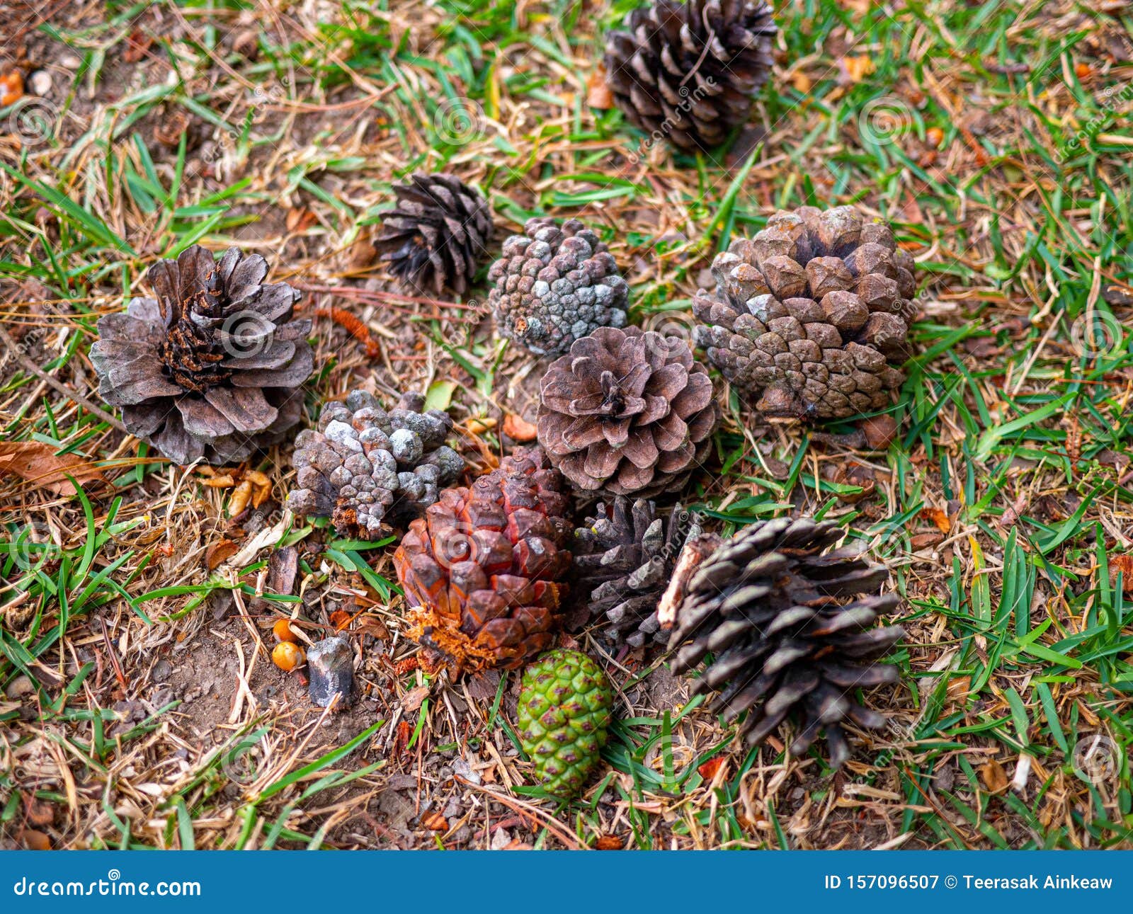 Pine Cones Fallen on the Ground in the Forest in a Summer Day Stock ...