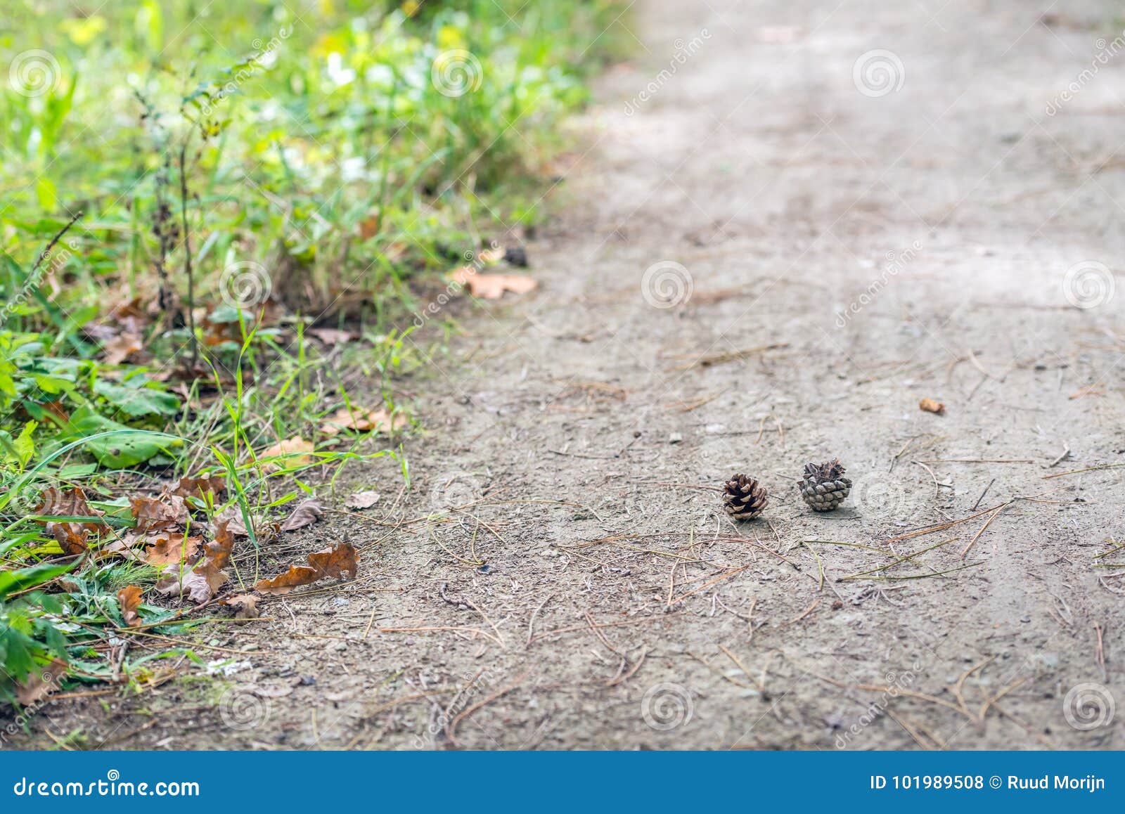Pine Cones Fallen from a Tree Stock Photo - Image of leaves, autumnal ...