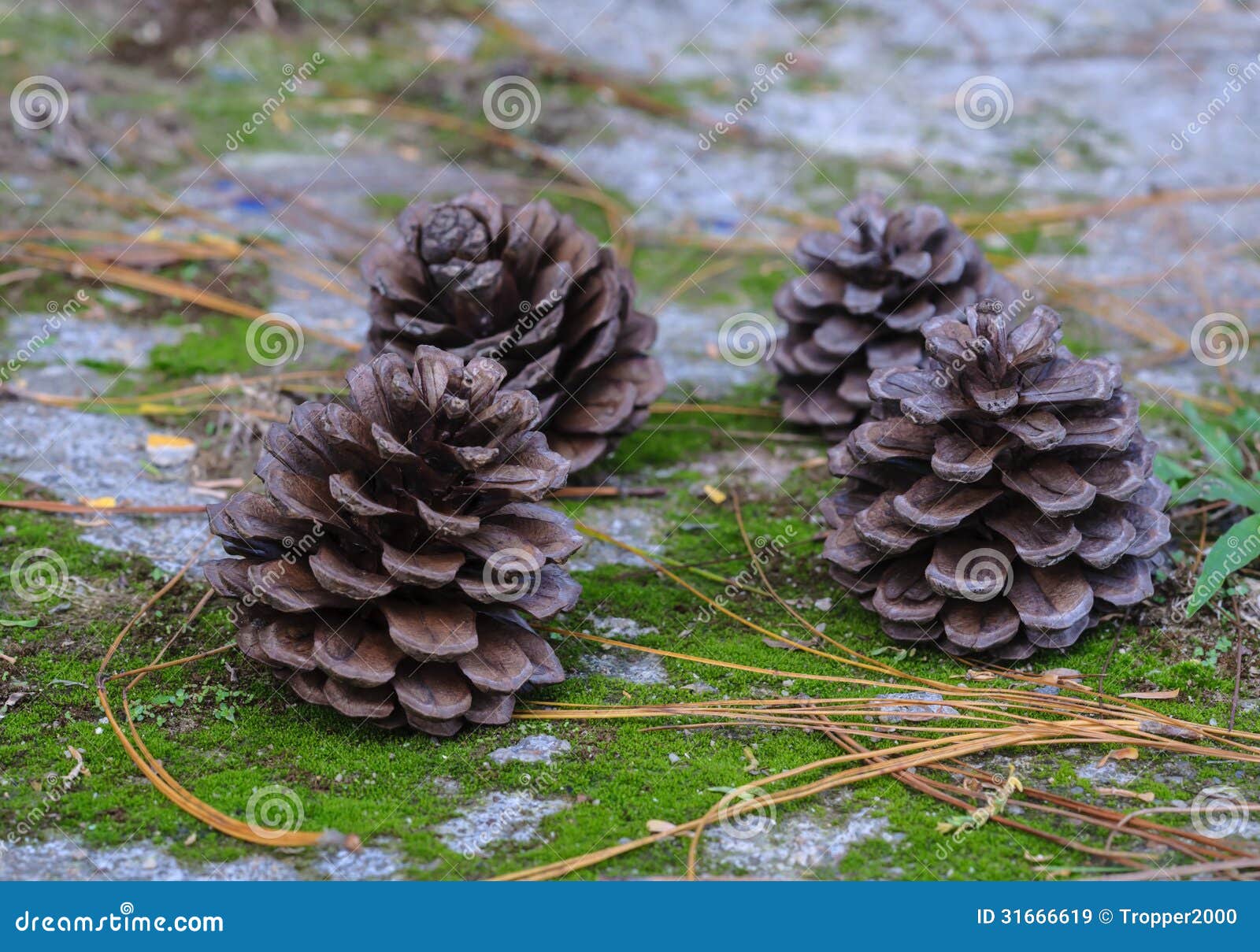 Pine cones. stock image. Image of decorate, forest, environment - 31666619