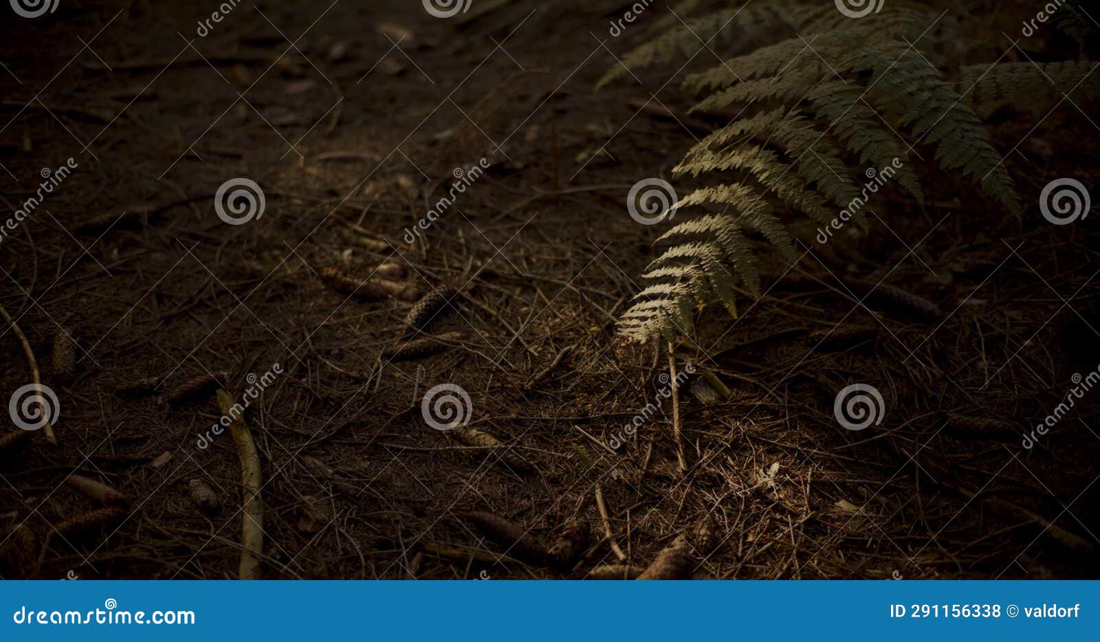 Pine Cones Falling on Ground Stock Footage - Video of cone, leaf: 291156338