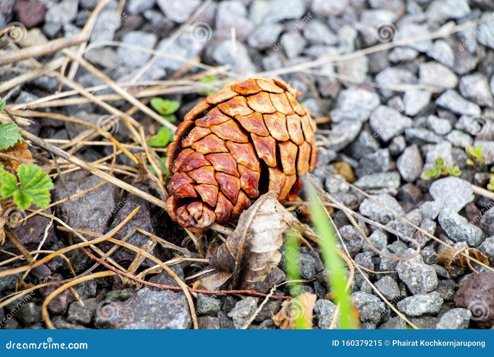 Pine Cones Falling on the Stone in the Forest Stock Image - Image of ...