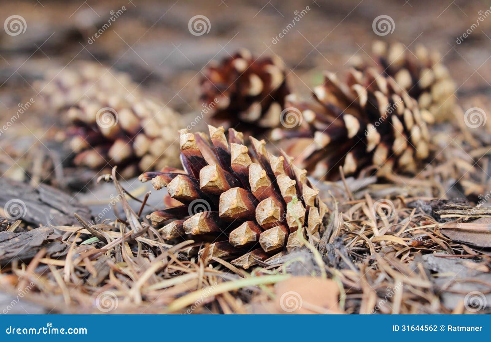 Pine cones on forest floor stock photo. Image of environment - 31644562