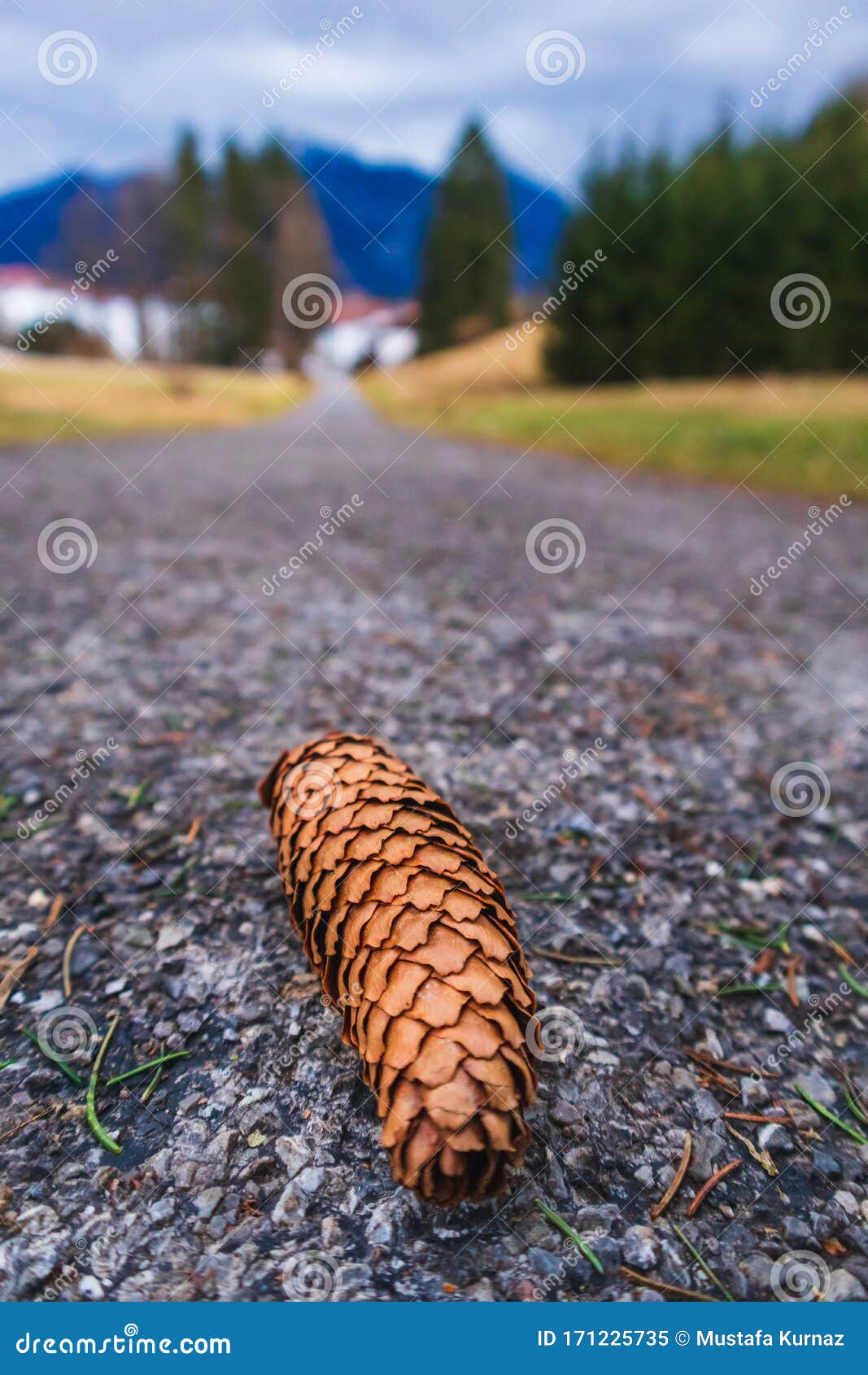 Pine Cones on the Forest Path Stock Image - Image of climate, design ...
