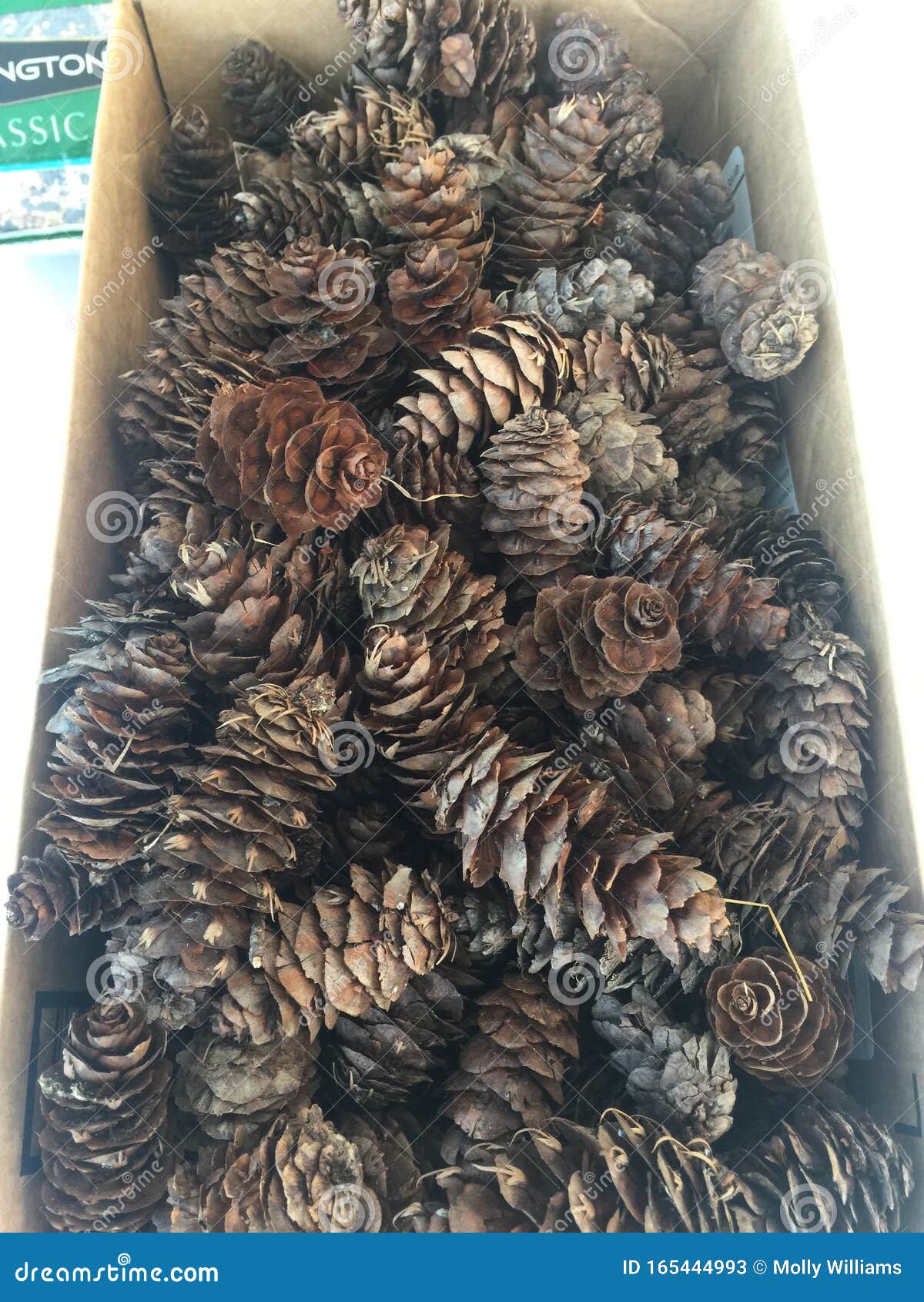 Pine stock image. Image of beard, ready, gathered, pine - 165444993