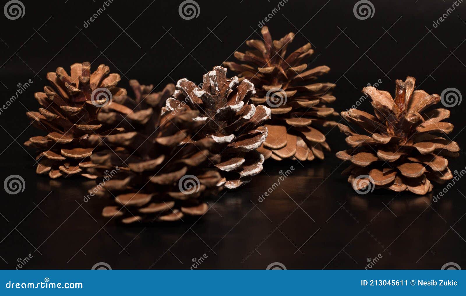 Pine cones stock image. Image of branch, pine, pinecone - 213045611