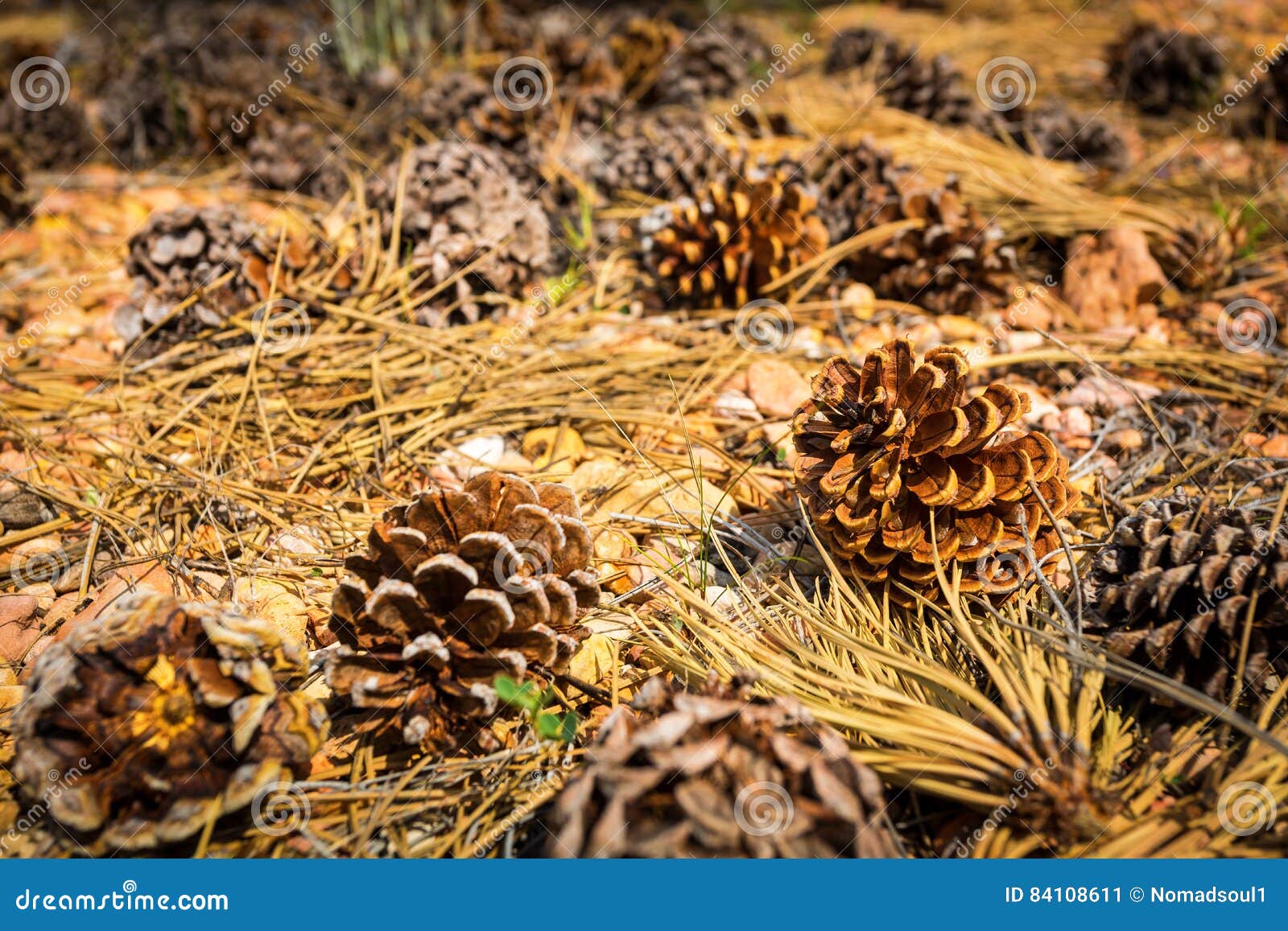 Pine cones on the ground. stock image. Image of autumn - 84108611