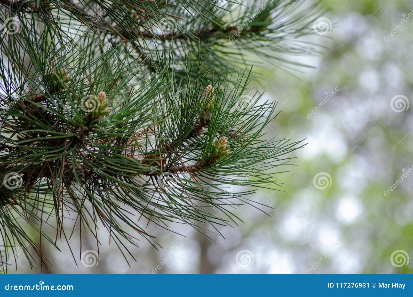 Pine Cones Growing on the Branch Stock Image - Image of seedling, leaf ...