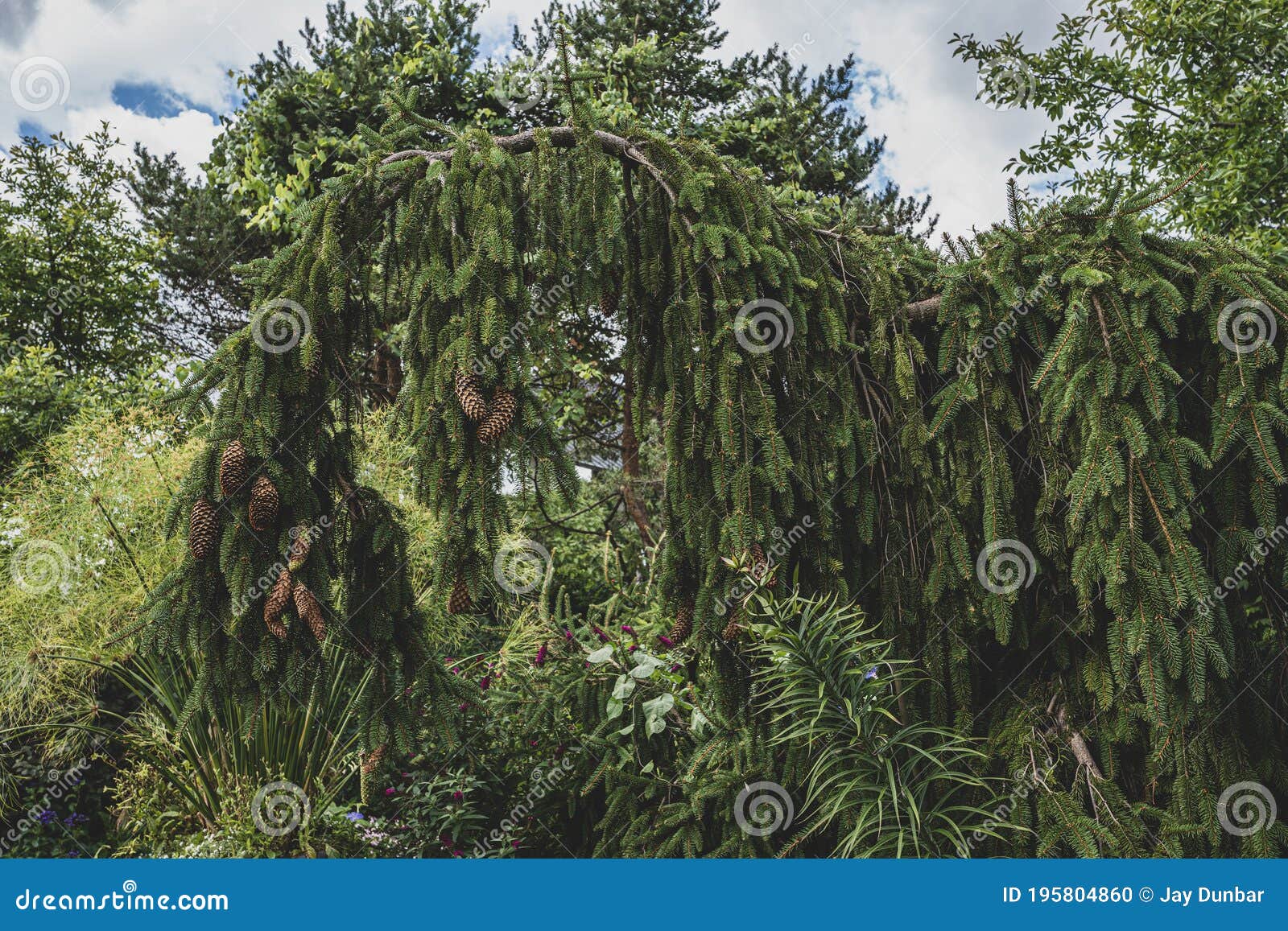 Pine Cones are Hanging from an Old Pine Tree Stock Photo - Image of ...