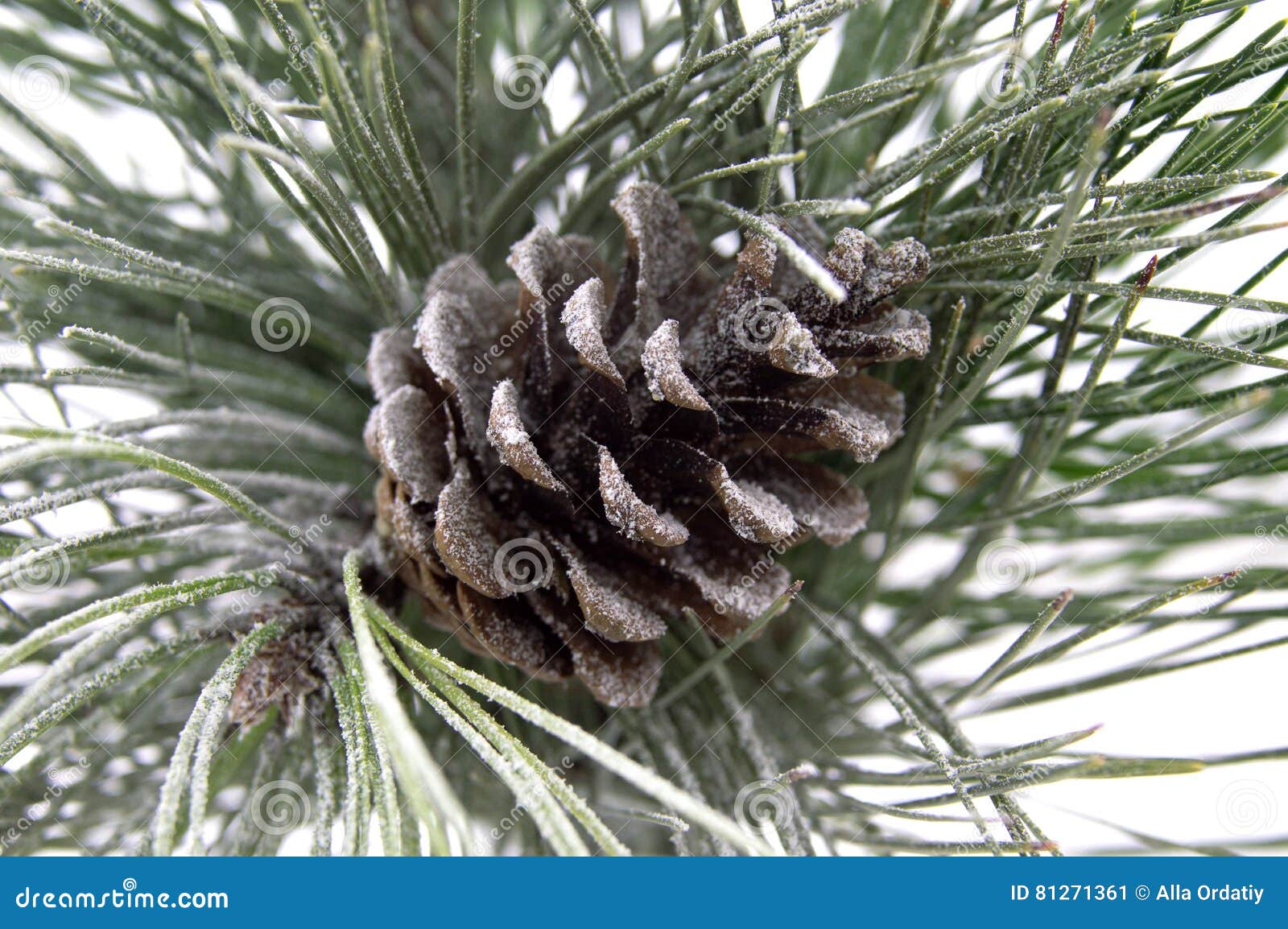 Pine Cones Hanging from a Pine Tree Stock Image - Image of texture ...