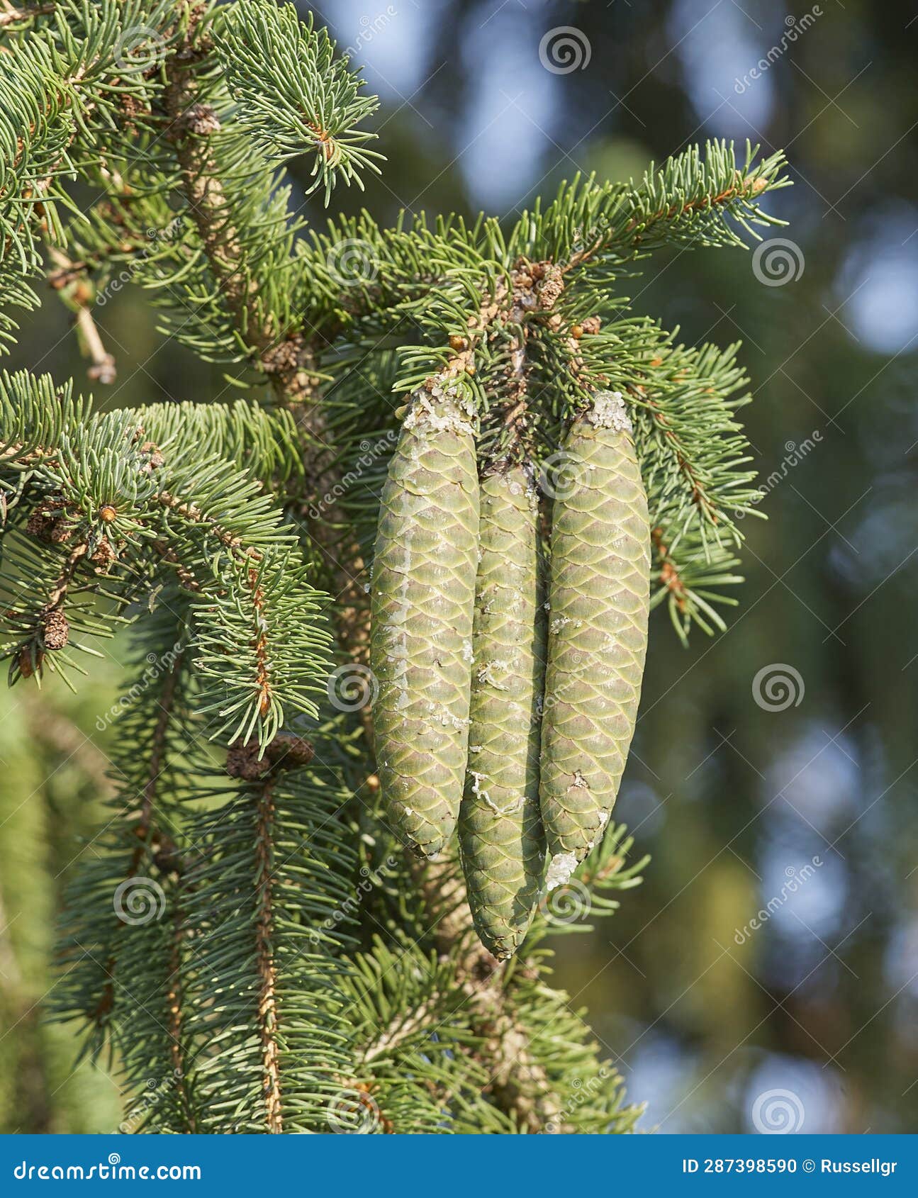 Pine Cones Hangin on Pine Tree Stock Photo - Image of seed, cones ...