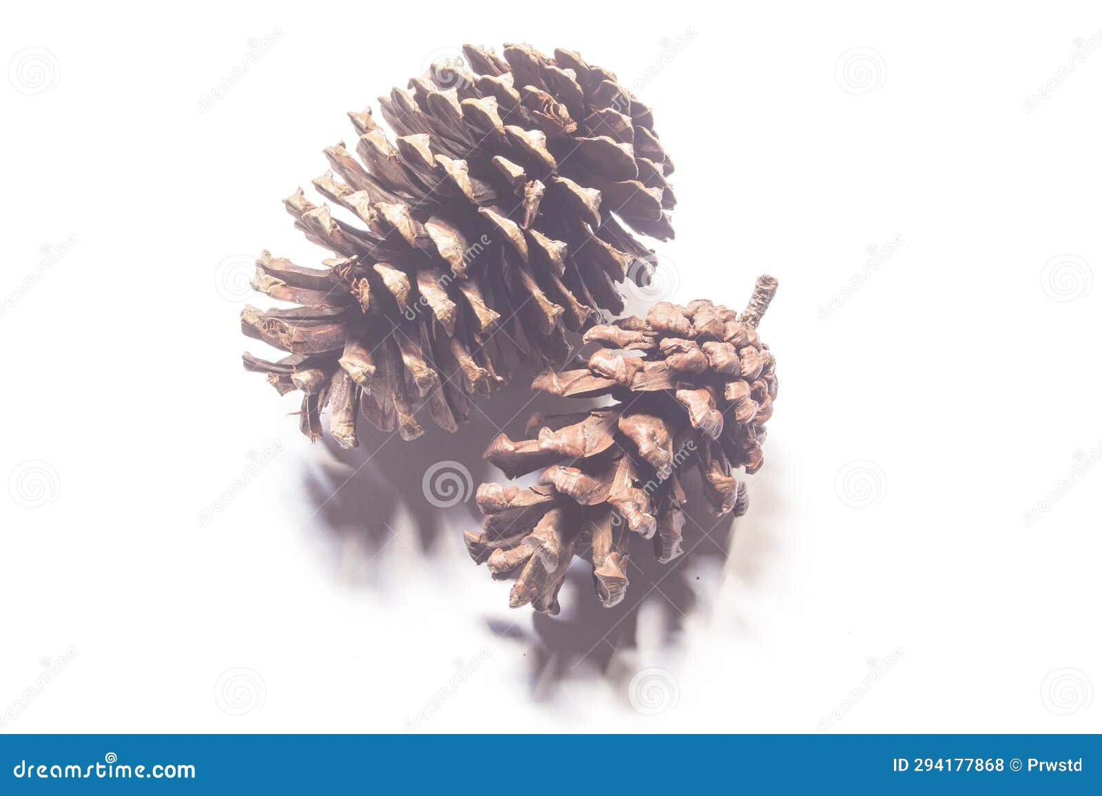 Pine Cones Isolated on White Back Ground Stock Photo - Image of object ...