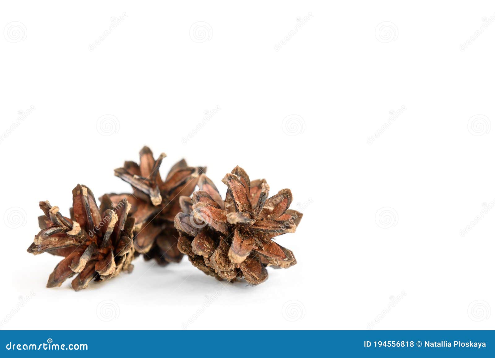 Pine Cones Isolated on White Background Stock Photo - Image of white ...
