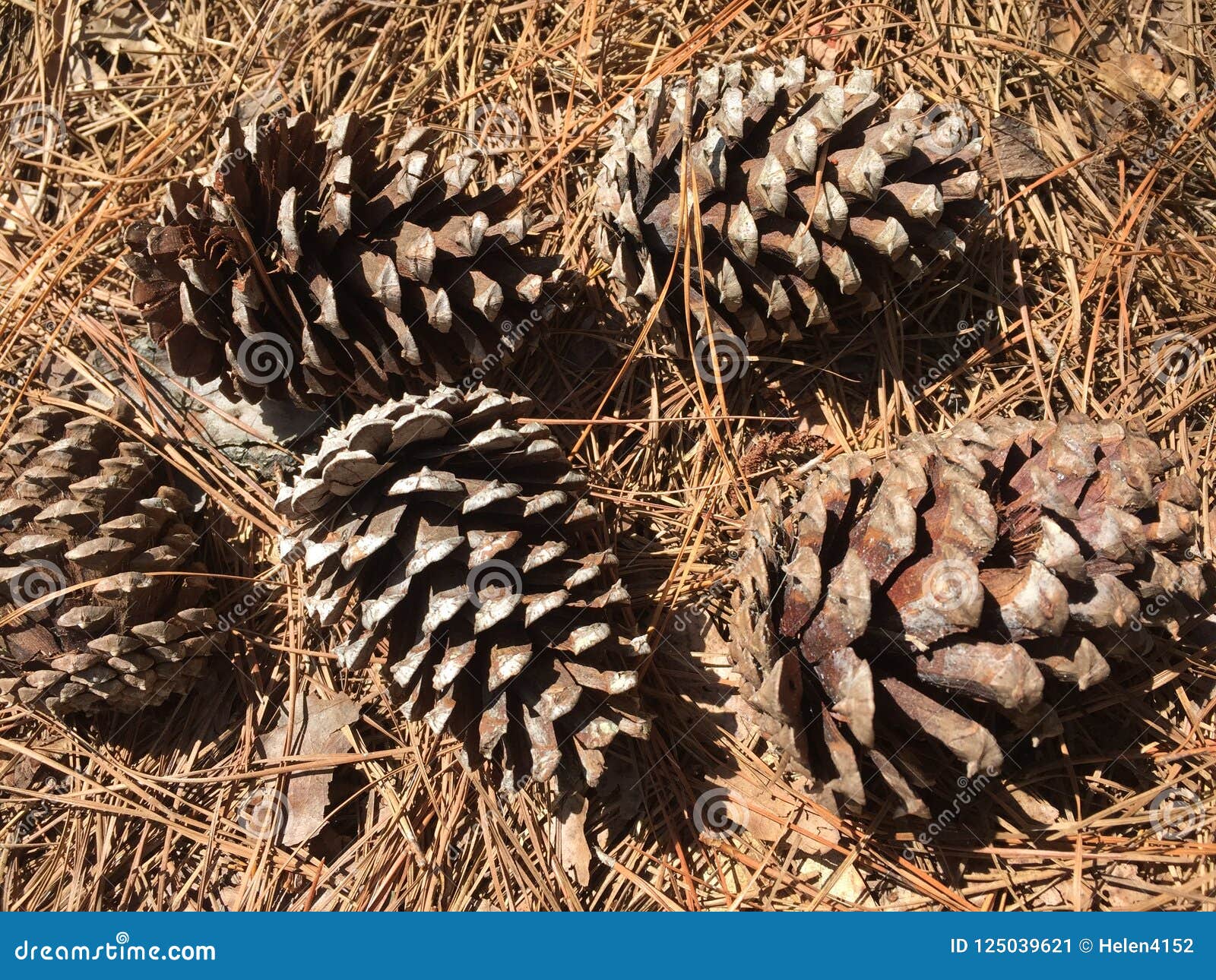 Pine Cones Laying on Pine Straw Stock Image - Image of contained ...
