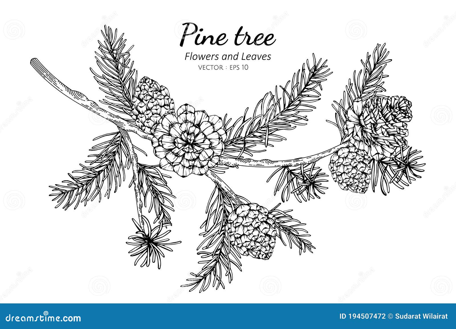 Pine Tree Leaves Vector