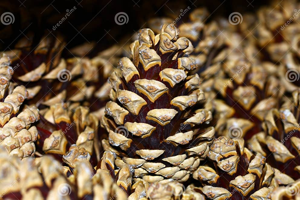 Pine cones of limba pine stock photo. Image of cone - 141847906
