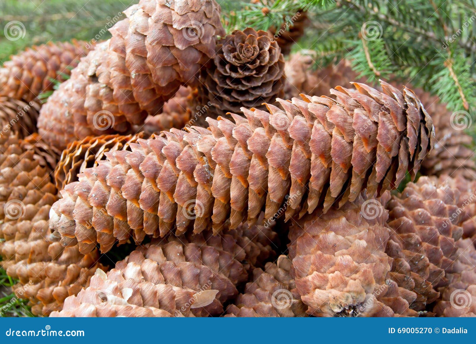 The Pine cones stock photo. Image of december, year, season - 69005270