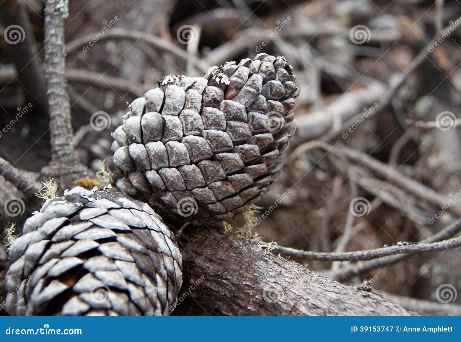 Pine Cones stock image. Image of spruce, winter, branch - 39153747