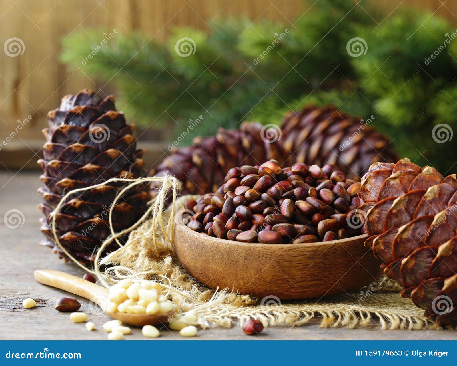 Pine cones and nuts stock image. Image of pinenut, evergreen - 159179653