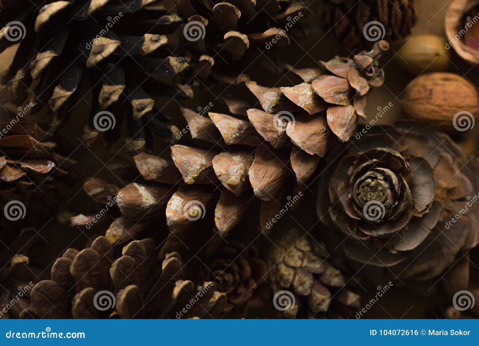 Pine Cones. Pine Cones Texture. Pine Cones Background. Pine Cone ...