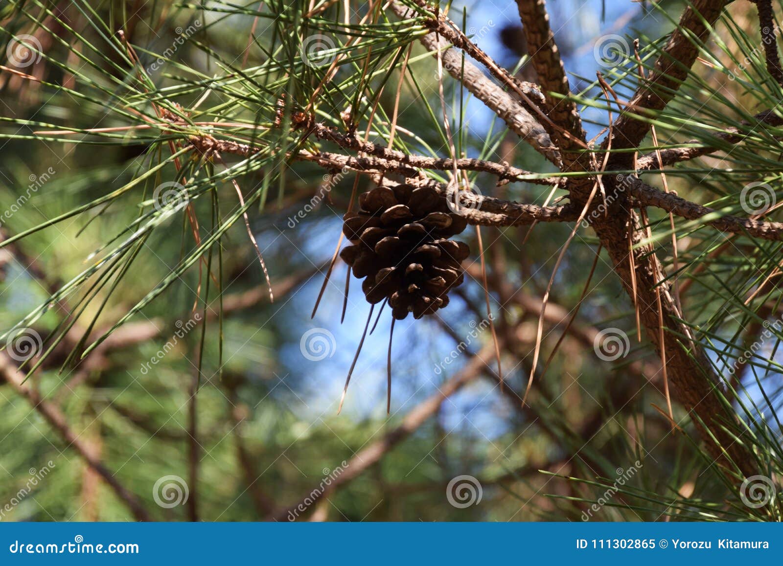 Pine cones stock image. Image of tree, branch, producing - 111302865