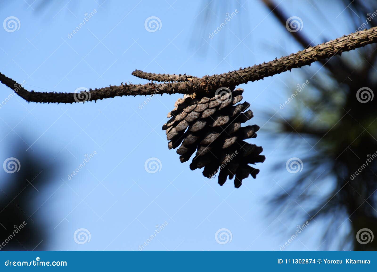 Pine cones stock photo. Image of branch, nature, tree - 111302874