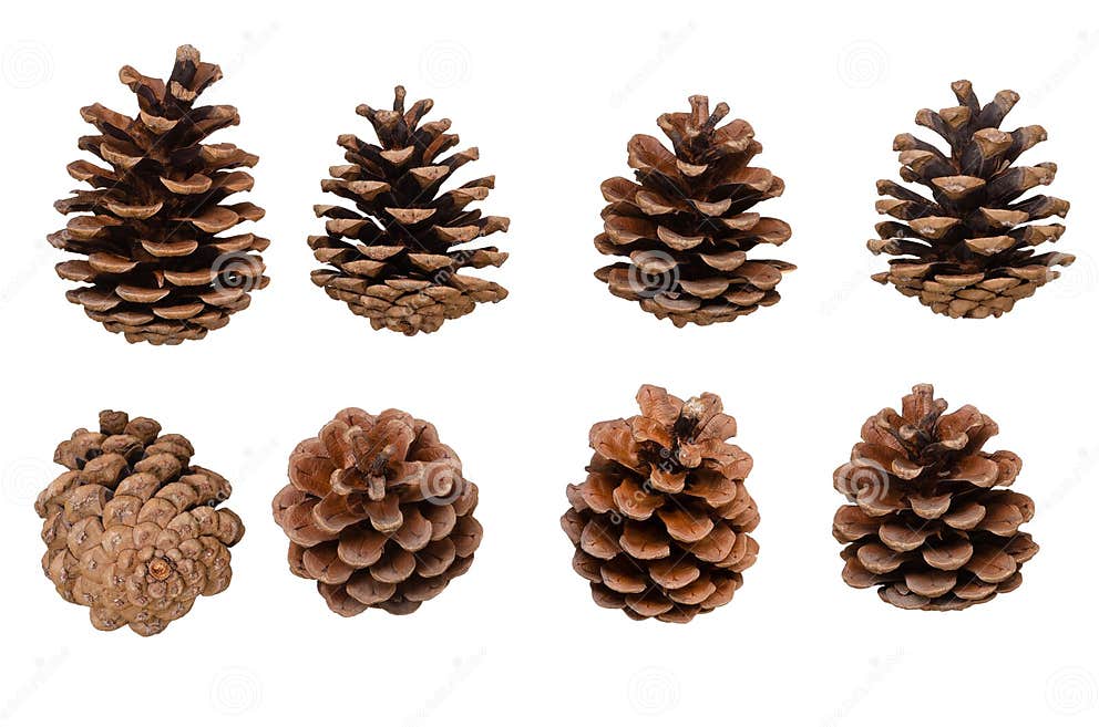 Pine Cones Set Isolated on White Background Stock Photo - Image of ...